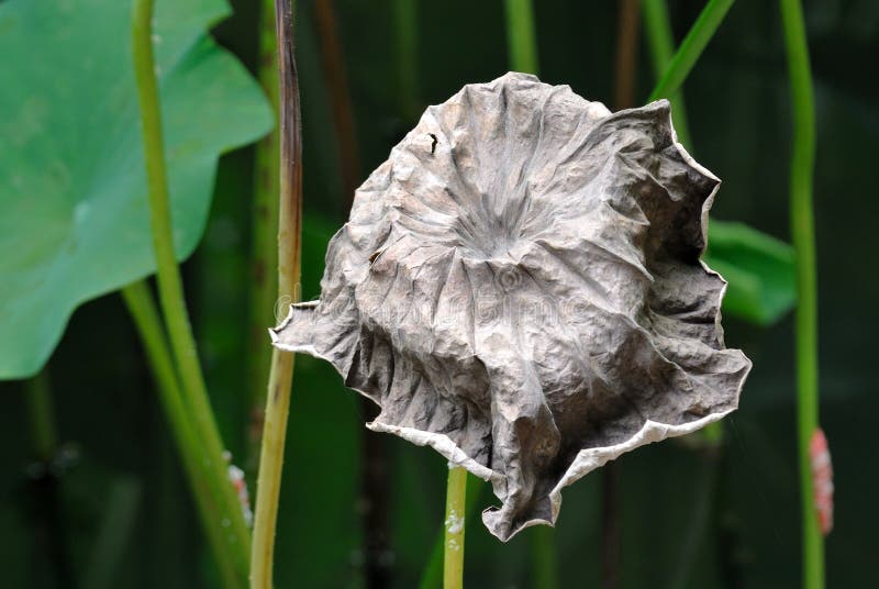 Dead lotus leaves stock photo. Image of drying, closeup - 32415928