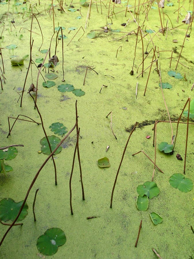 Dead Lotus Plants during Winter on West Lake, Hangzhou. Stock Image ...