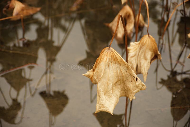 Dead lotus leaves stock photo. Image of drop, garden - 32508576