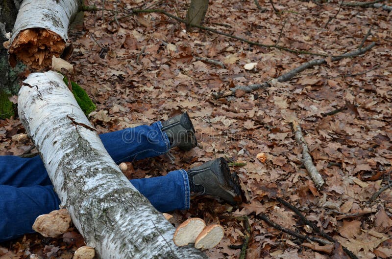 Dead Man Covered with a Tree. the Tree Turned Upside Down and Injured ...