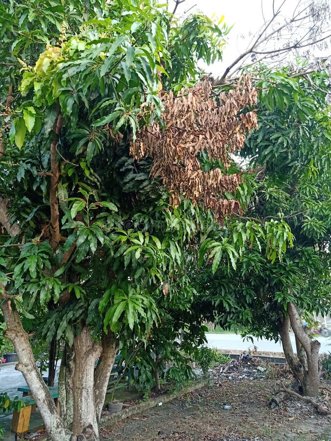 Dead mango leaves stock photo. Image of vegetation, jungle - 247597090