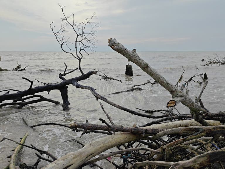 Dead Mangrove Tree with Sprouting Roots by the Beach Stock Photo ...