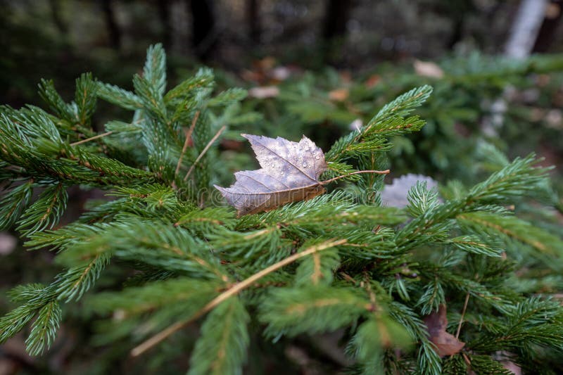 316 Large Dead Maple Tree Stock Photos - Free & Royalty-Free Stock ...