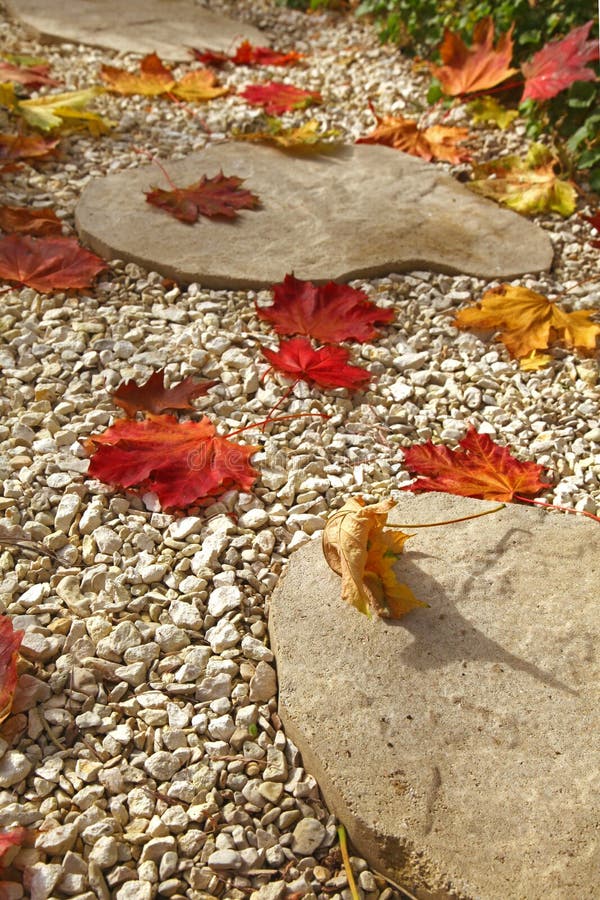 Dead Maple Leaves on a Gravel Garden Path Stock Photo - Image of ...