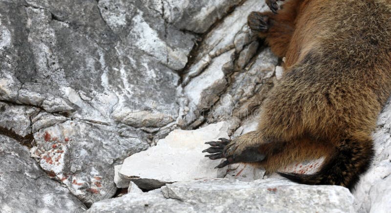 Dead marmot marmots stock image. Image of marmots, europe - 228861029