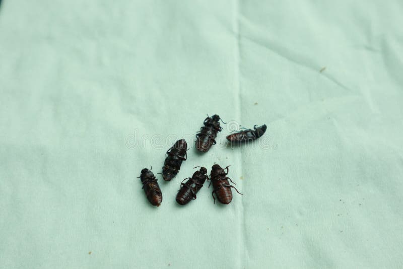 Mealworm Pupa Dying