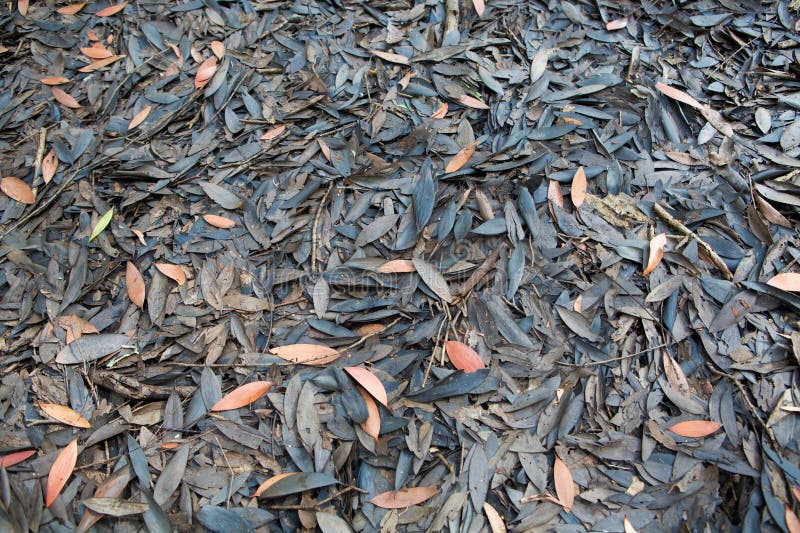Dead Leaves Shot Ideal for Backgrounds and Textures Stock Image - Image ...