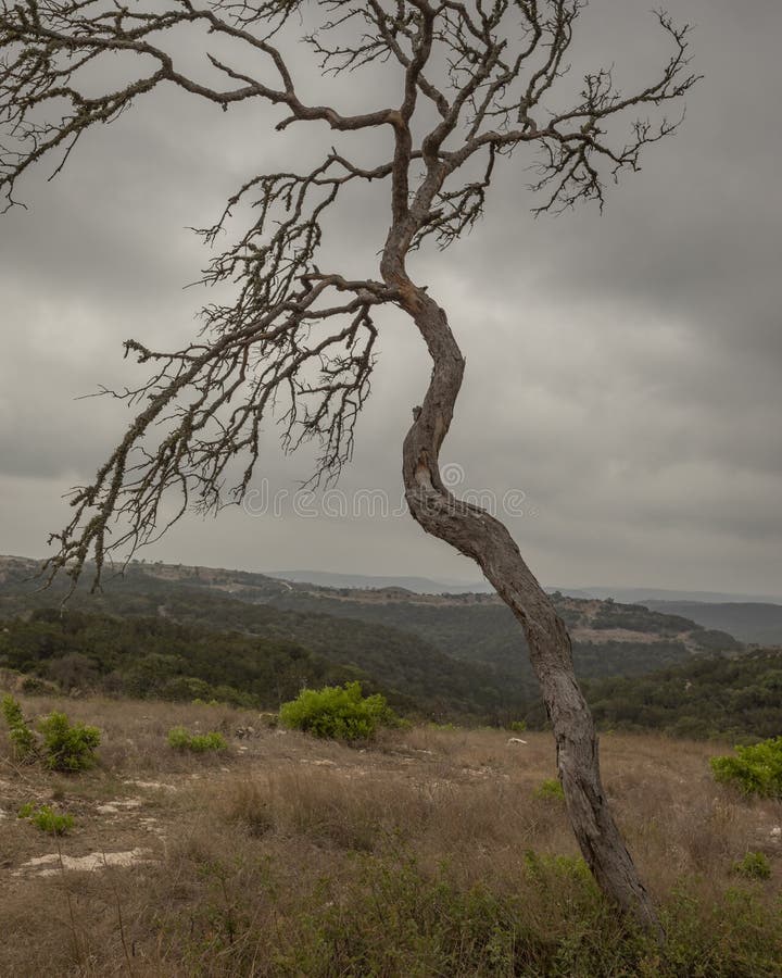 Dead Mesquite Tree in Texas Stock Image - Image of mesquite, texas ...