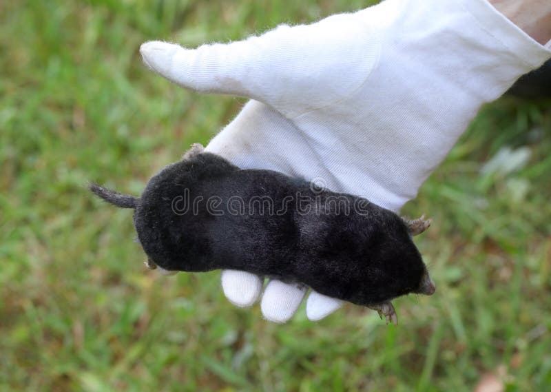Dead mole stock image. Image of black, prey, gardener - 26408627