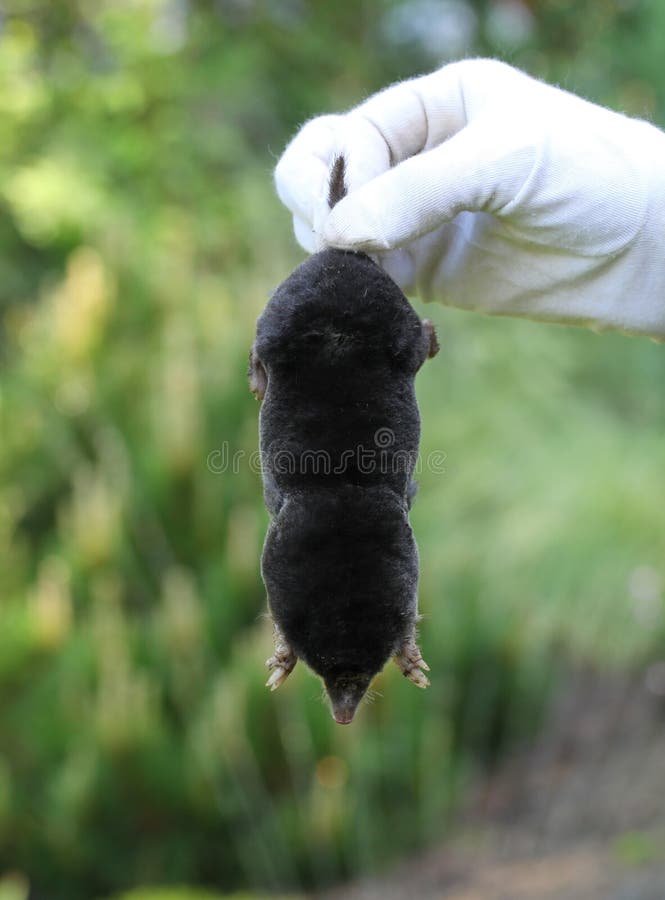 Dead mole stock photo. Image of prey, vertical, agriculture - 26409262