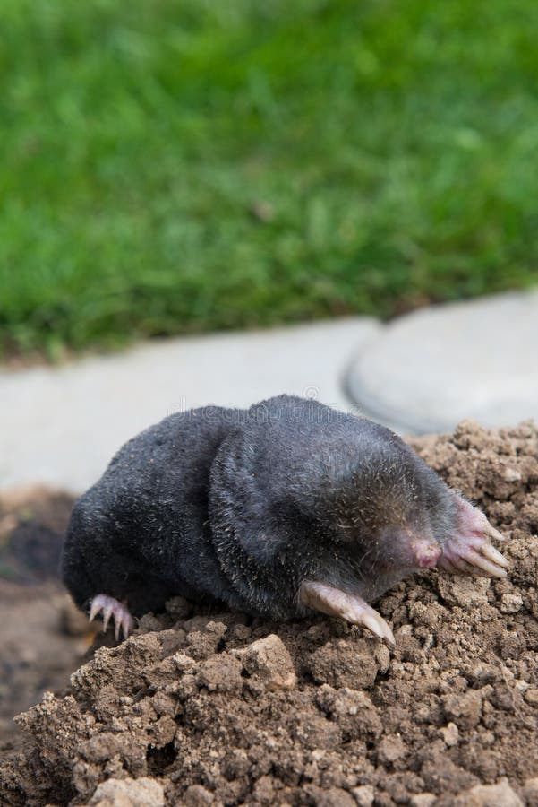 Dead mole caught by a trap stock photo. Image of pest - 235556012