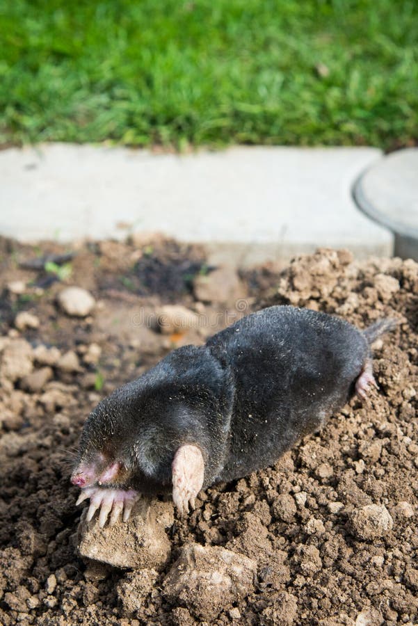 Dead mole caught by a trap stock photo. Image of mole - 237232726