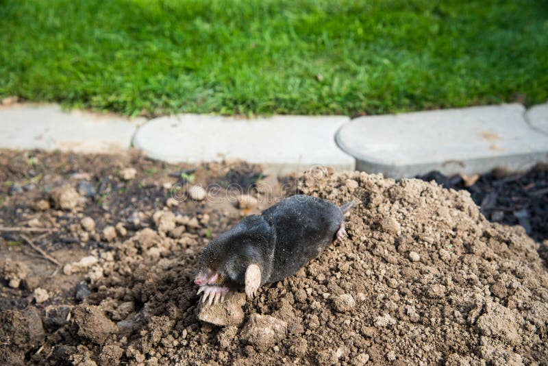 Dead mole caught by a trap stock image. Image of europaea - 243370351