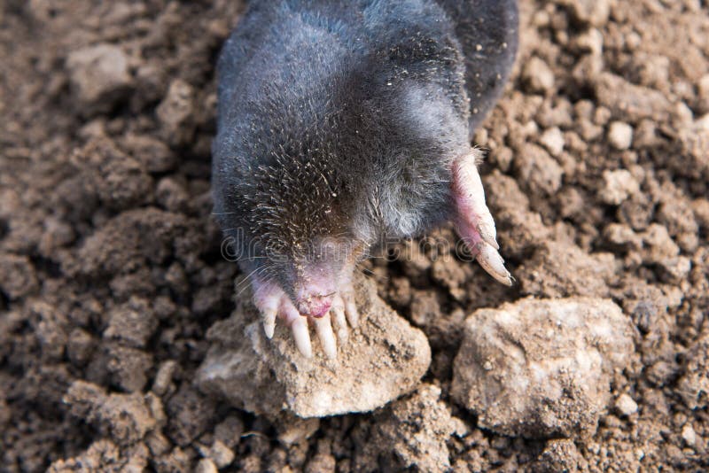 Dead mole caught by a trap stock image. Image of fauna - 244529225