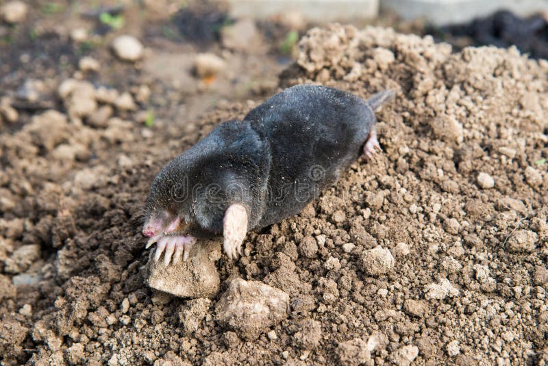 Dead mole caught by a trap stock photo. Image of fauna - 280852462