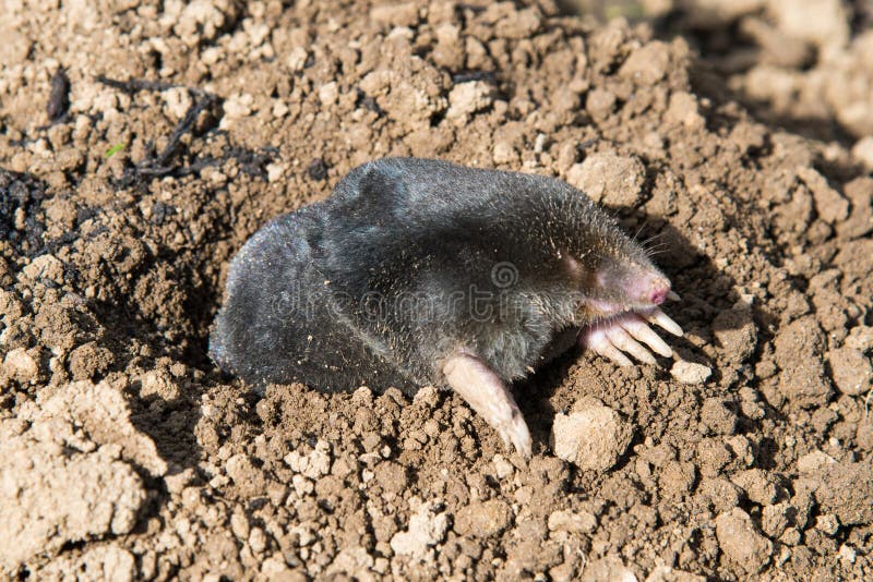 Dead mole caught by a trap stock image. Image of green - 292886773