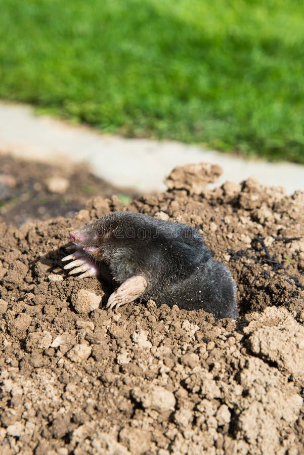 Dead mole caught by a trap stock photo. Image of insectivore - 292887322