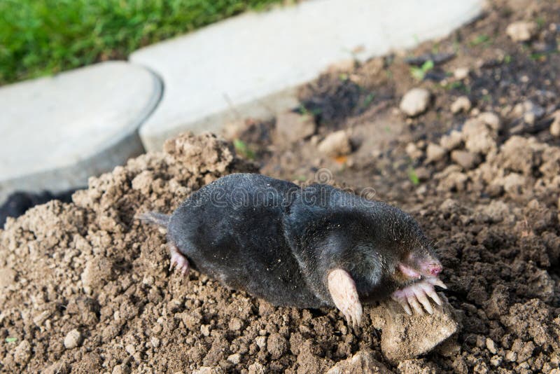 Dead mole caught by a trap stock image. Image of hole - 295913727
