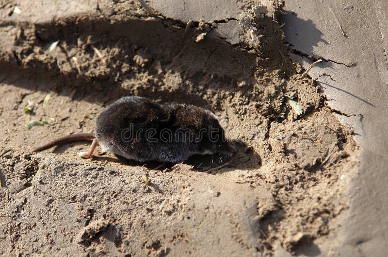 Dead mole is drowned stock image. Image of wild, heavy - 85194057