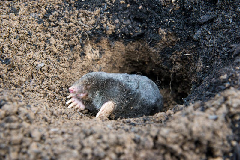 Dead Mole Lying on Th Top of the Mole Hill Stock Image - Image of ...
