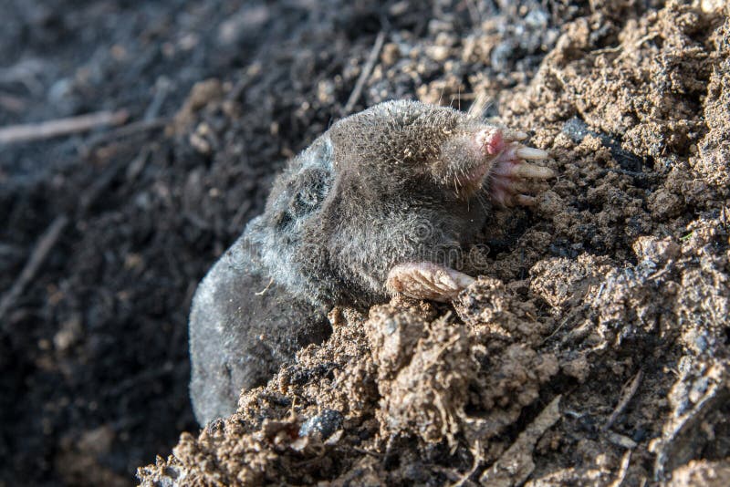 Dead Mole Lying on Th Top of the Mole Hill Stock Image - Image of ...