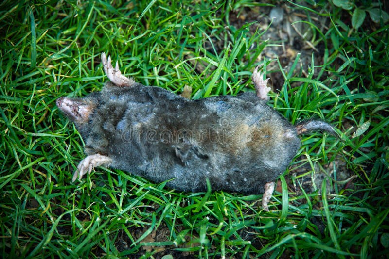Dead mole in the garden stock photo. Image of sprawled - 183868786