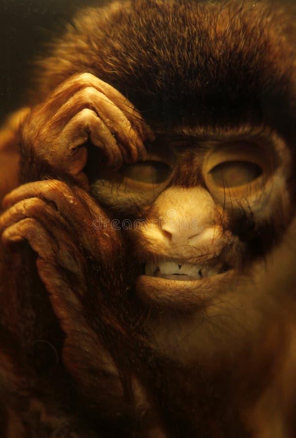 Dead Monkey in Formaldehyde Jar Stock Photo - Image of primat ...