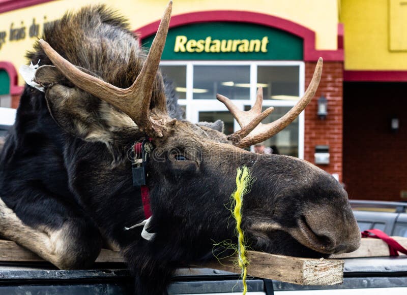 Dead Moose in Front of a Restaurant Stock Image - Image of season, shot ...