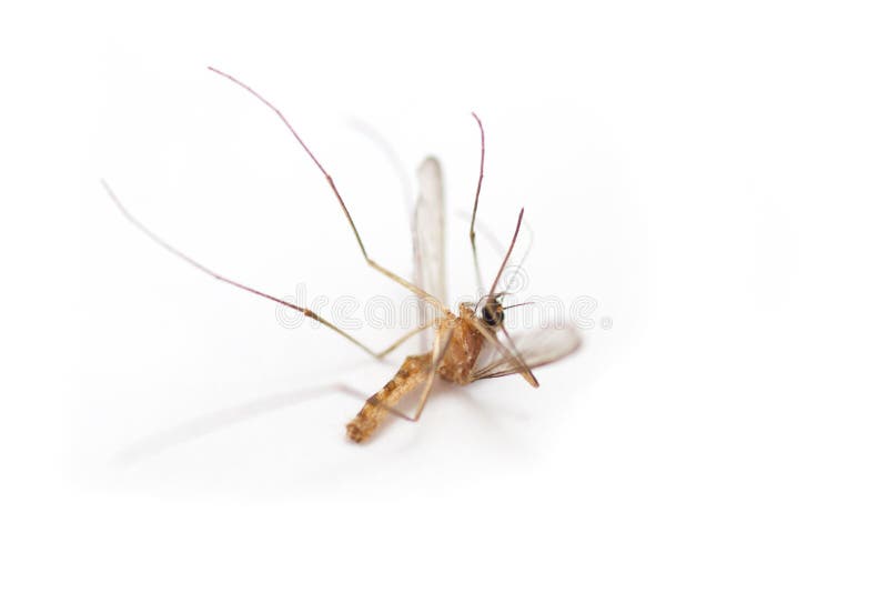 Dead insects stock photo. Image of dead, isolated, flying - 8651244