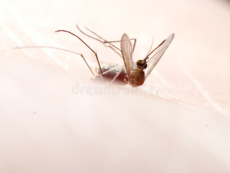 Dead mosquito bug stock image. Image of close, magnification - 18218993