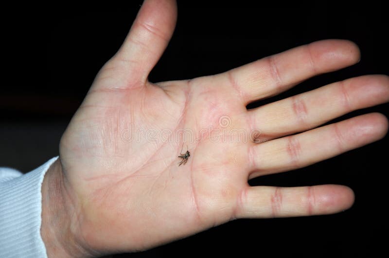 Mosquito on hand stock image. Image of chironomid, legs - 11889983