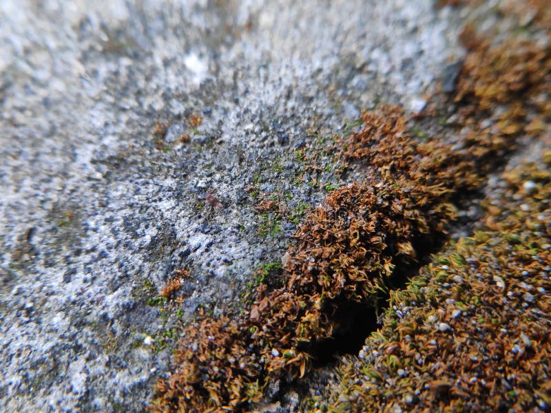 Dead moss mosses brown ant stock photo. Image of yellow - 223822374