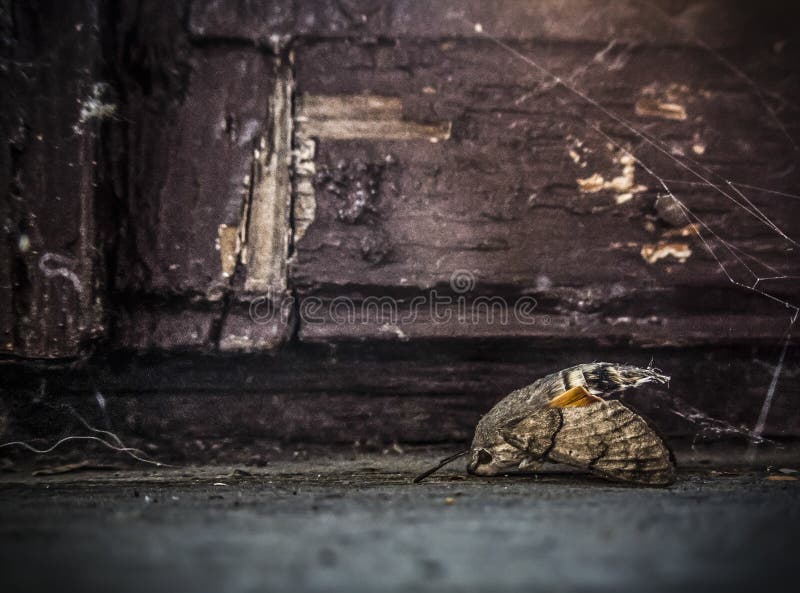 A Dead Moth stock photo. Image of dead, still, sadness - 94451880