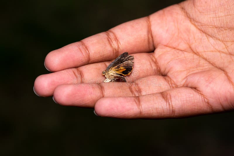 A Dead Moth Insect Lying on a Human Palm Hand Macro Close Up Image ...
