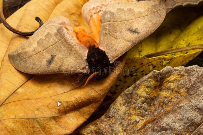 A Dead Moth on a Pile of Old, Dry Leaves. Stock Photo - Image of animal ...