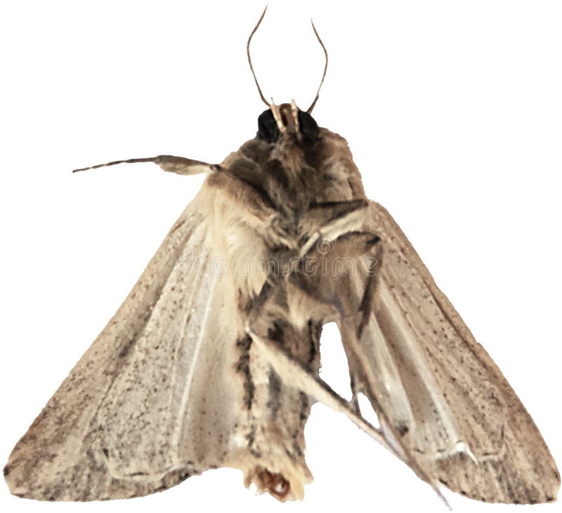 Dead Moth Top View Isolated Photo Stock Image - Image of lepidoptera ...