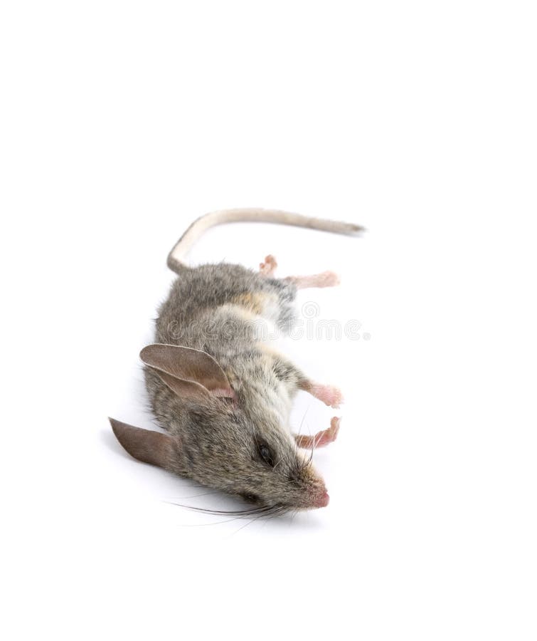 A Dead Mouse stock image. Image of pets, white, mice, rodents - 6664183