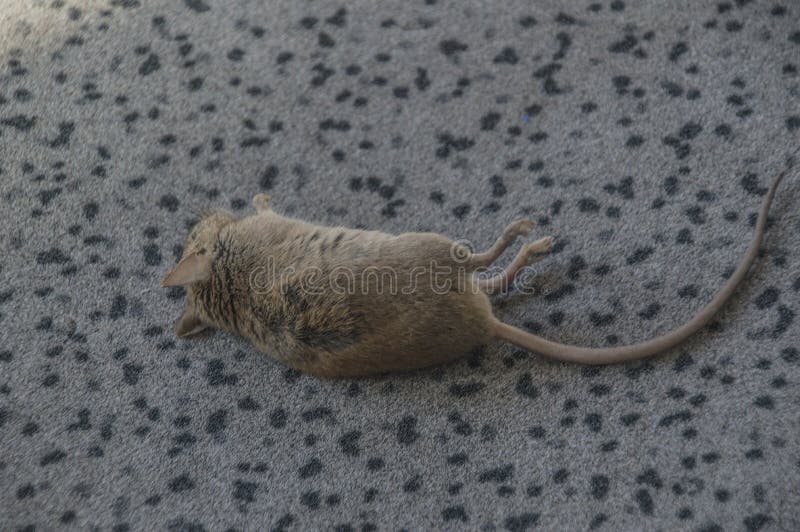 Dead Mouse on a Carpet stock image. Image of isolated - 121720773