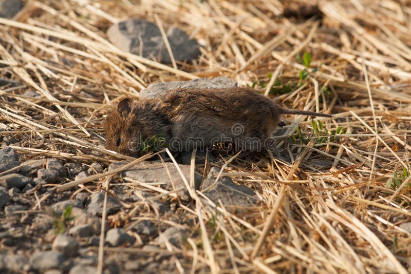 Dead mouse stock image. Image of nature, outdoors, small - 151764433