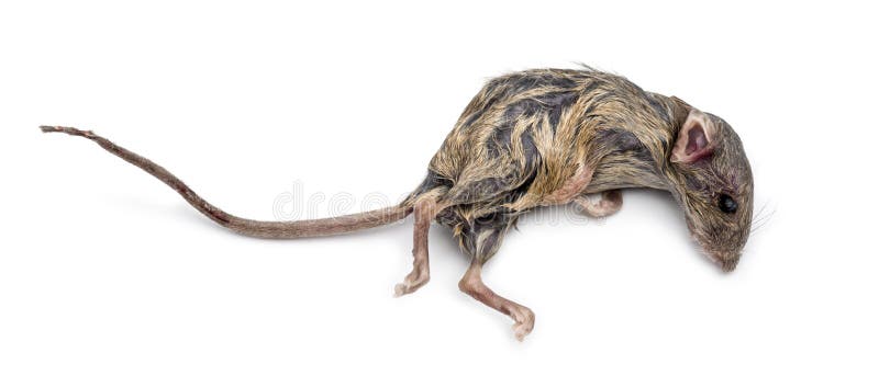 Dead mouse stock image. Image of high, death, dead, studio - 44431379