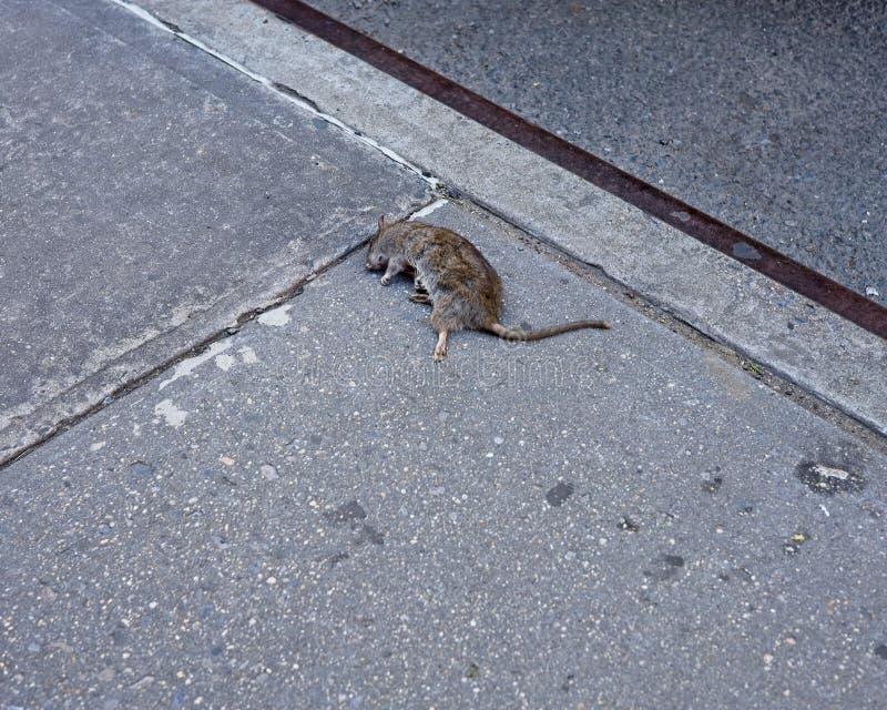 A dead mouse on the street stock photo. Image of tail - 252995610