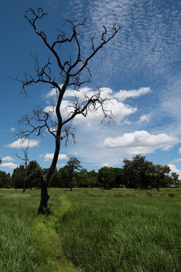 Dead Native Tree Surrounded by Rice Fields Asia Stock Image - Image of ...