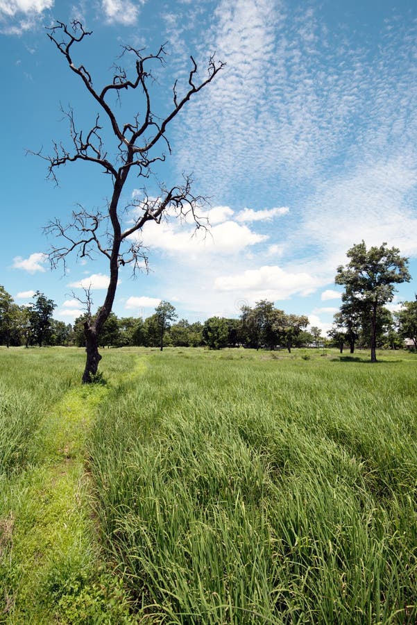 Dead Native Tree Surrounded by Rice Fields Asia Stock Photo - Image of ...