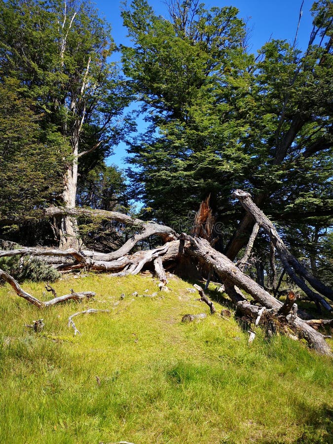 Dead Nature in Patagonia stock image. Image of green - 206867675