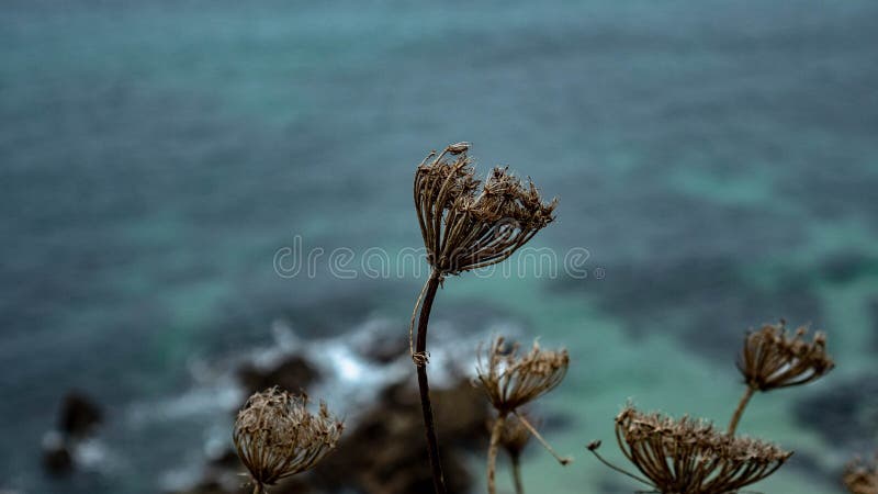 Dead nature and sea stock image. Image of nature, green - 188433231