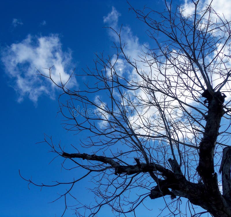 Dead Nature stock image. Image of dead, nature, clouds - 117033829