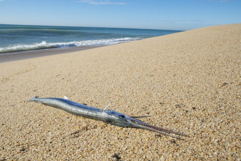 Dead Needlefish Washed Up on Beach Stock Photo - Image of dead, water ...