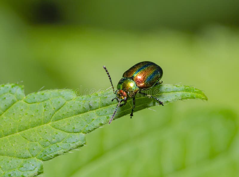 Dead-nettle leaf beetle stock photo. Image of chrysomelidae - 284215160