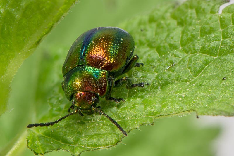 Dead-nettle leaf beetle stock image. Image of garden - 62966657