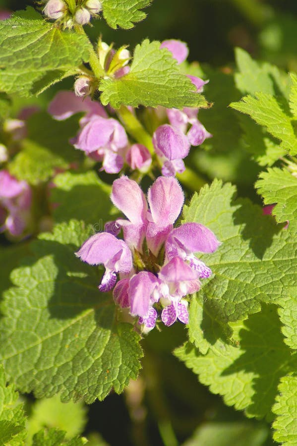 Dead nettles closeup stock image. Image of deadnettle - 70143489